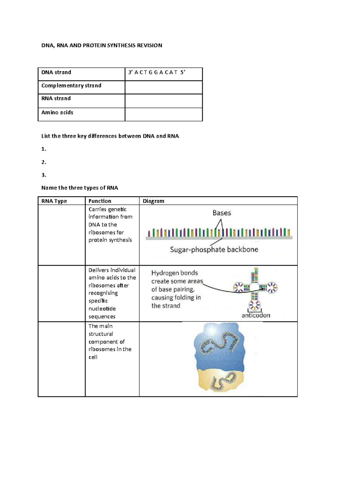 DNA exam revision - DNA, RNA AND PROTEIN SYNTHESIS REVISION List the ...