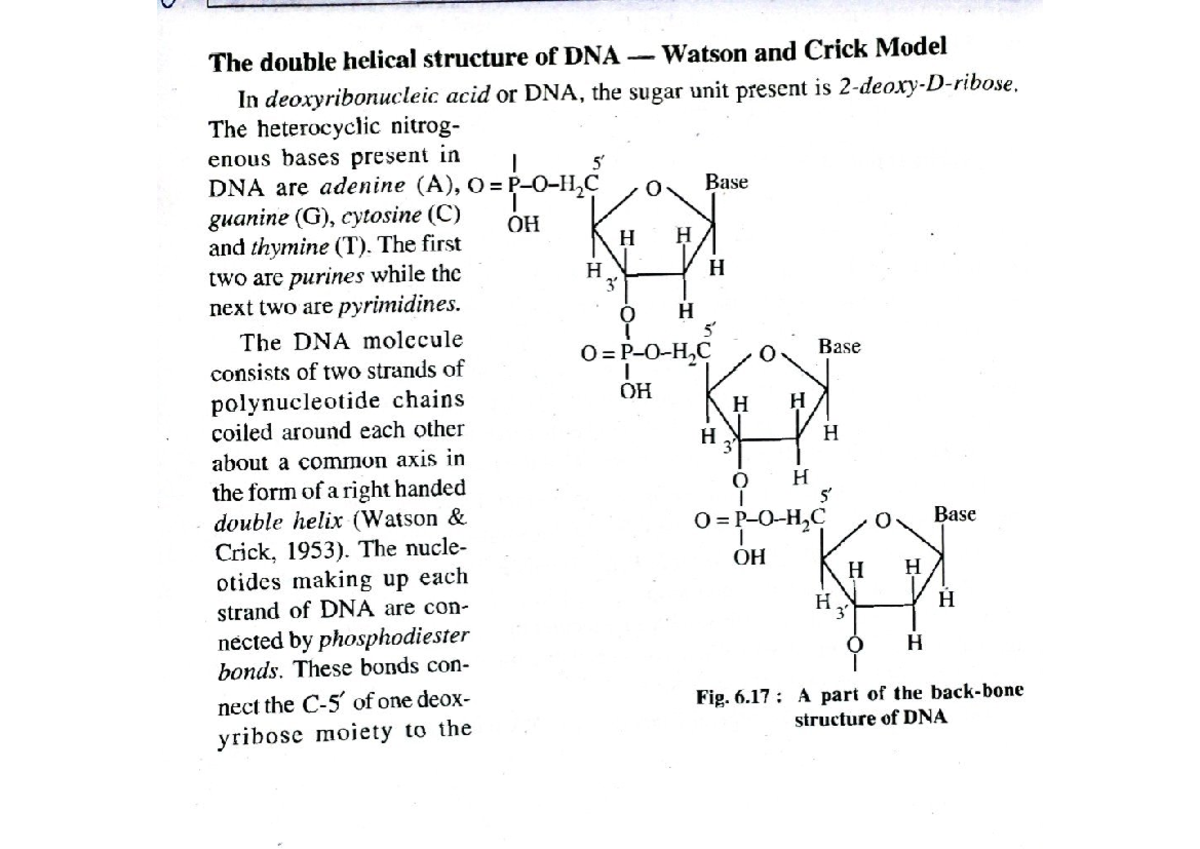 Pdf2 - The double helical structure of DNA-Watson and Crick model ...