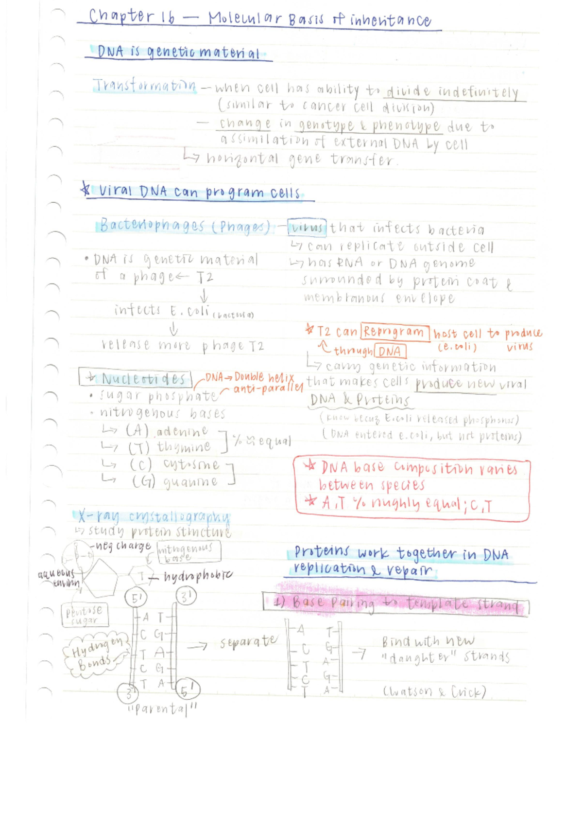 Chapt 16 notes - Molecular basis of inheritance - BIOL_SCI 201 - Studocu