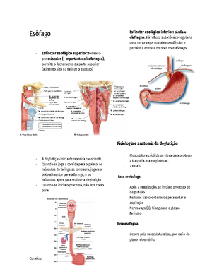 Farmacologia do Sistema Digestório - FARMACOLOGIA DO SISTEMA DIGESTÓRIO ...