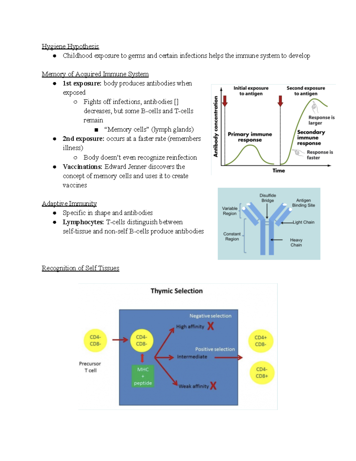 BIOL 112 - In Class Notes Immunity (2) - Hygiene Hypothesis Childhood ...