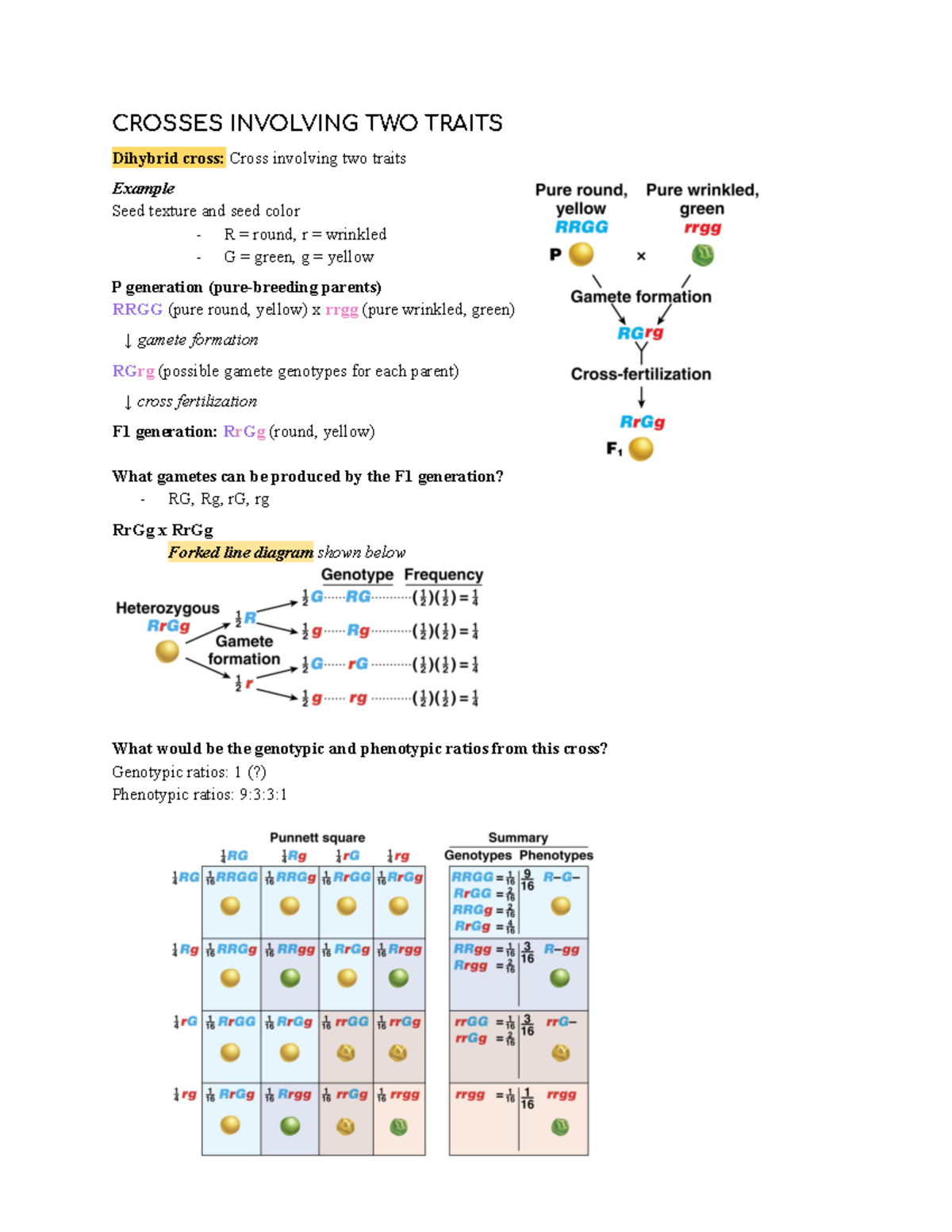 Lecture 4 Multiple Gene Inheritance (1 24) - CROSSES INVOLVING TWO TRAITS Dihybrid cross: Cross ...