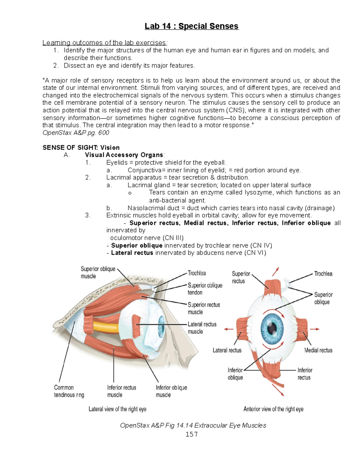 AP1 Lab14 Special Senses FA2021 - Lab 14 : Special Senses Learning ...