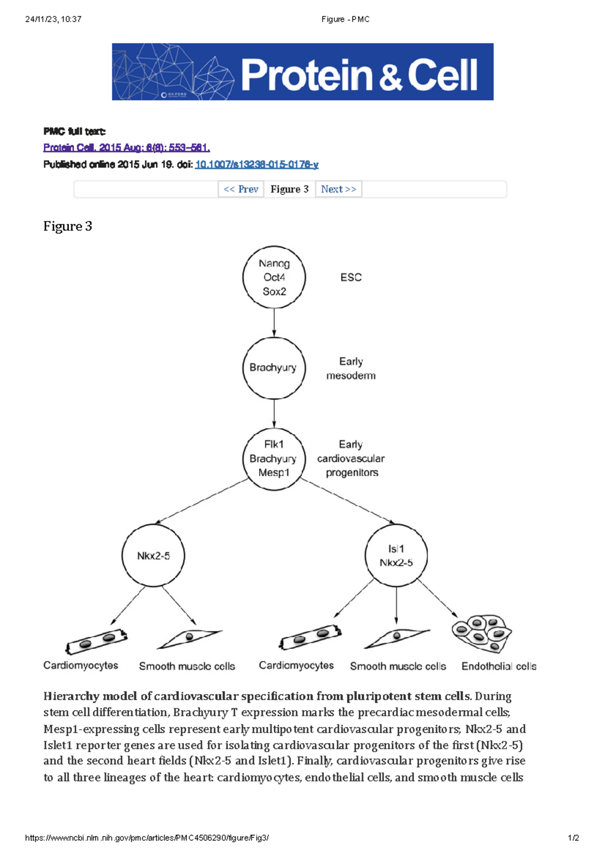Mesp1 - embriologia - 24/11/23, 10:37 Figure - PMC ncbi.nlm.nih/pmc ...