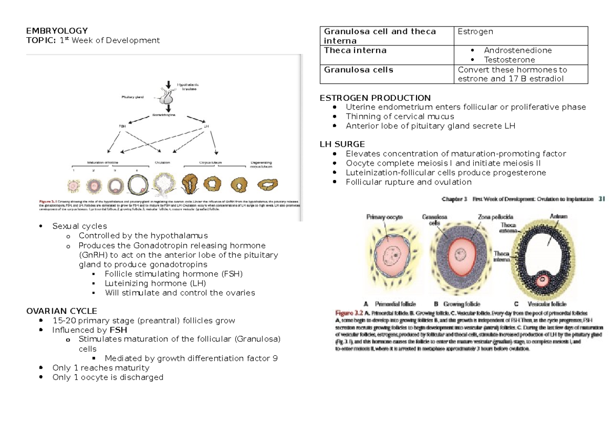 [ Reviewer] Embryology - EMBRYOLOGY TOPIC: 1 st Week of Development ...