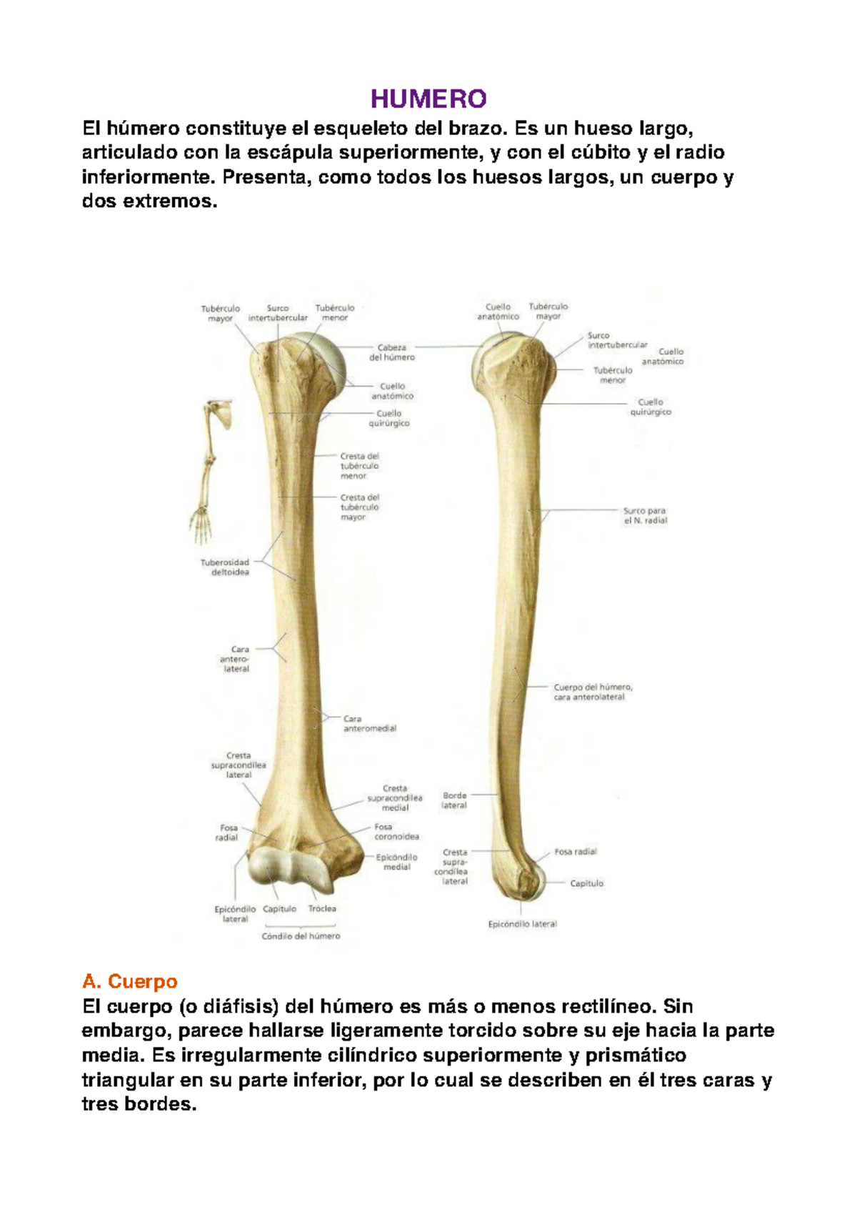 Humero Resumen - HUMERO El húmero constituye el esqueleto del brazo. Es ...