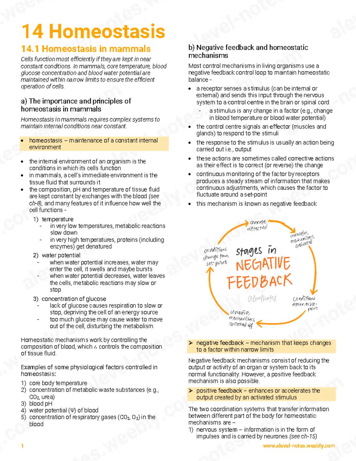14 homeostasis-2 - Notes - 14 Homeostasis 1 4 Homeostasis in mammals ...