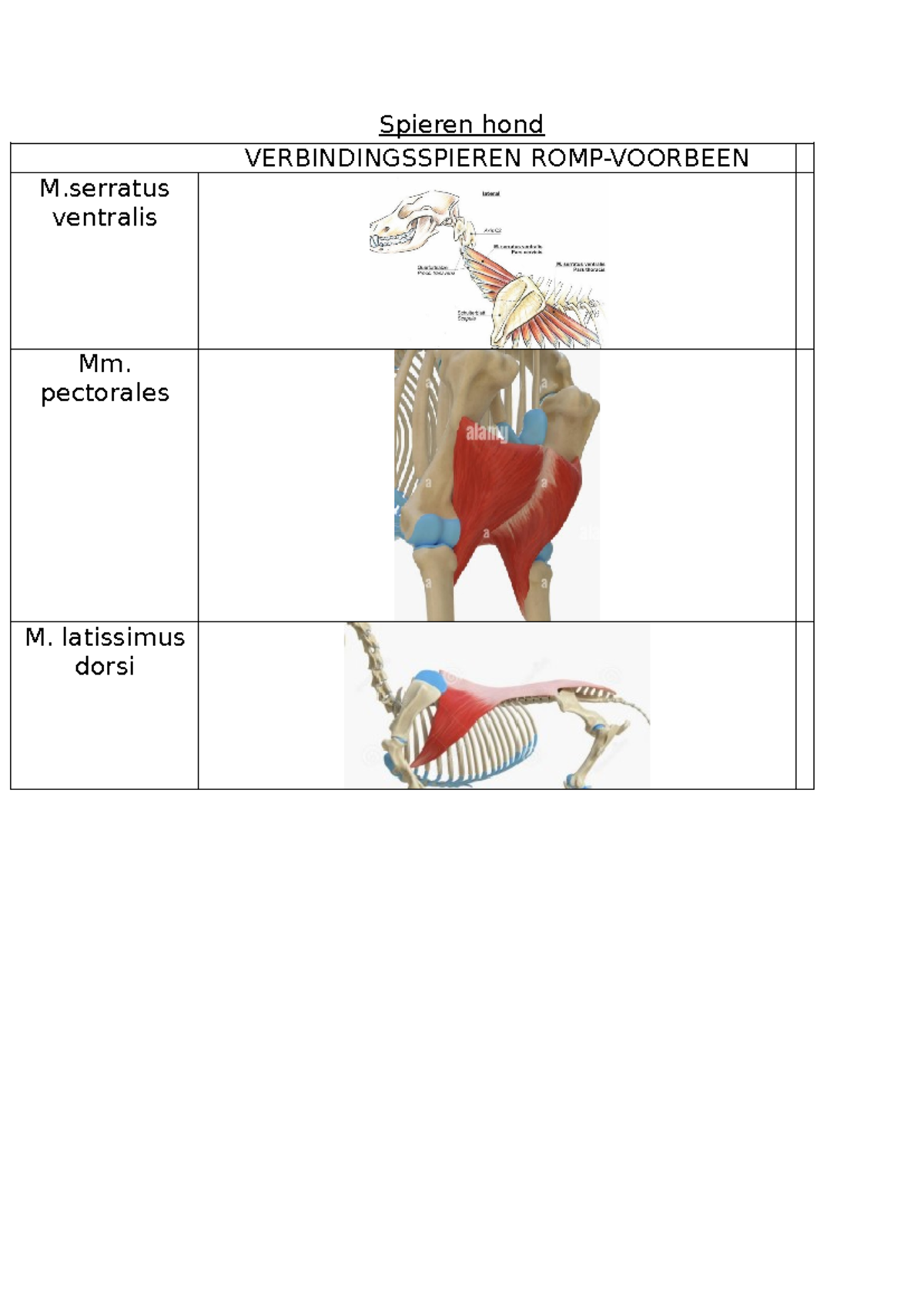 Spieren Anatomie en fysiologie - Spieren hond VERBINDINGSSPIEREN ROMP ...