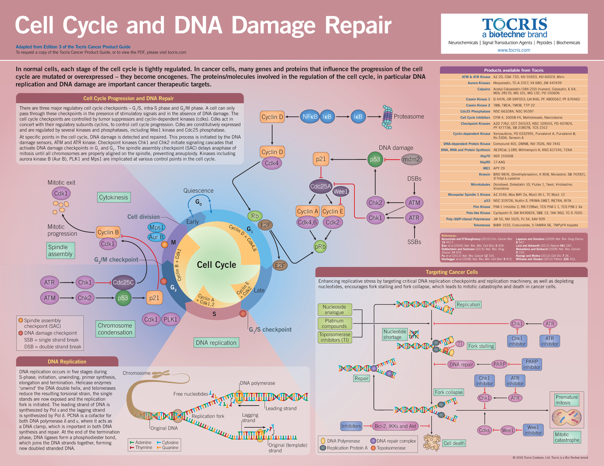 Cell cycle dna poster 2016 - Cell Cycle and DNA Damage Repair Adapted ...