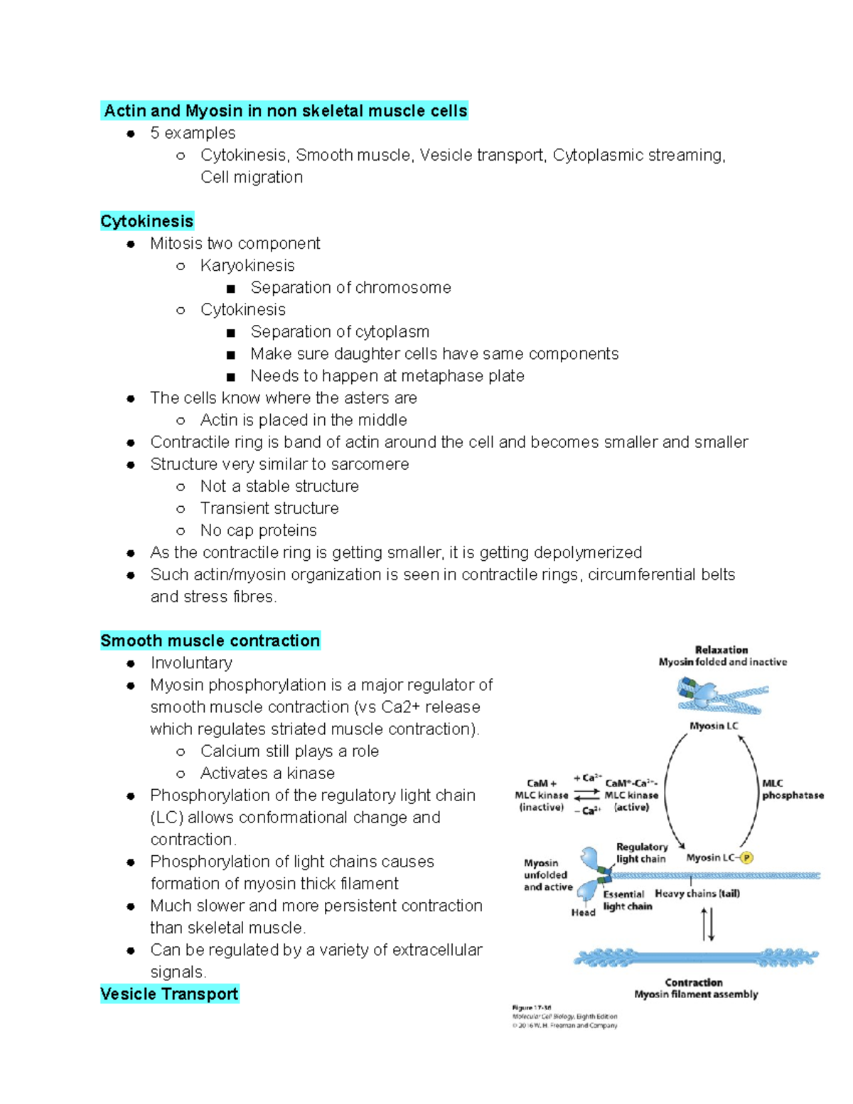 Cell Bio Week 8 - Lecture notes - Actin and Myosin in non skeletal ...