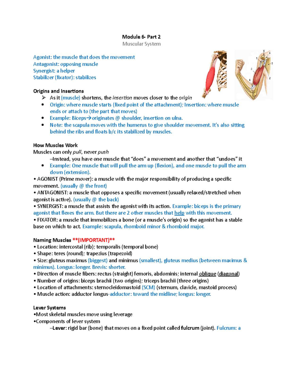 Module 6- Part 2 - Muscular System - Module 6- Part 2 Muscular System ...