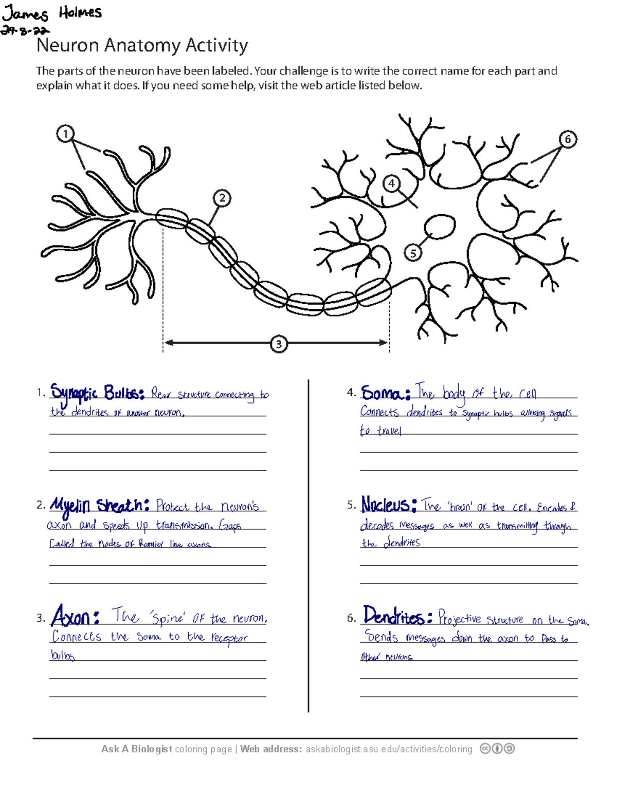 Neuron Worksheet 2022-08-31 19 14 43 - PSY242 - Neuron Anatomy ...