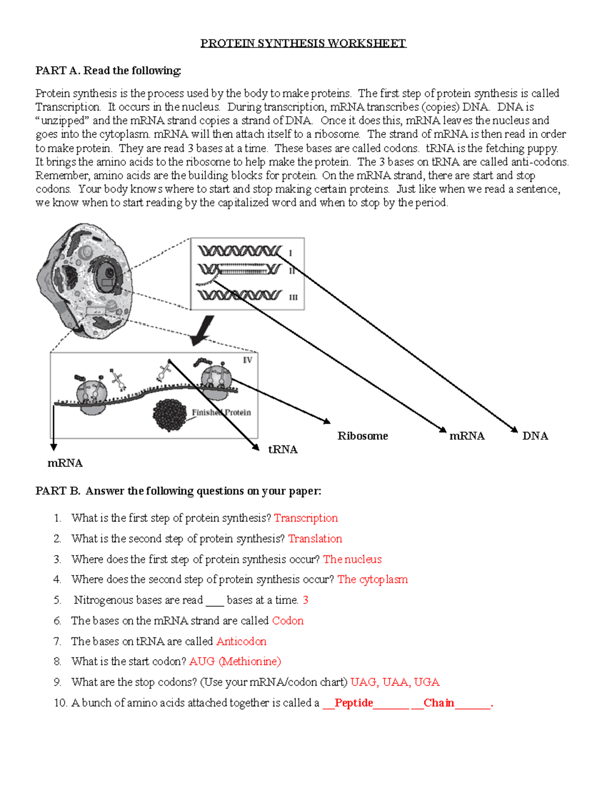 In-Class protein-synthesis-worksheet - PROTEIN SYNTHESIS WORKSHEET PART ...