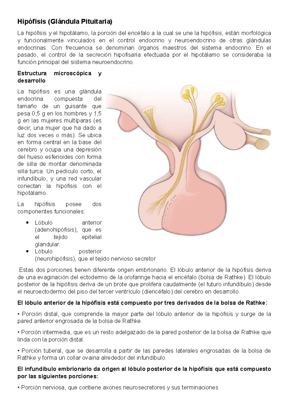Hipófisis - Hipófisis (Glándula Pituitaria) La hipófisis y el ...