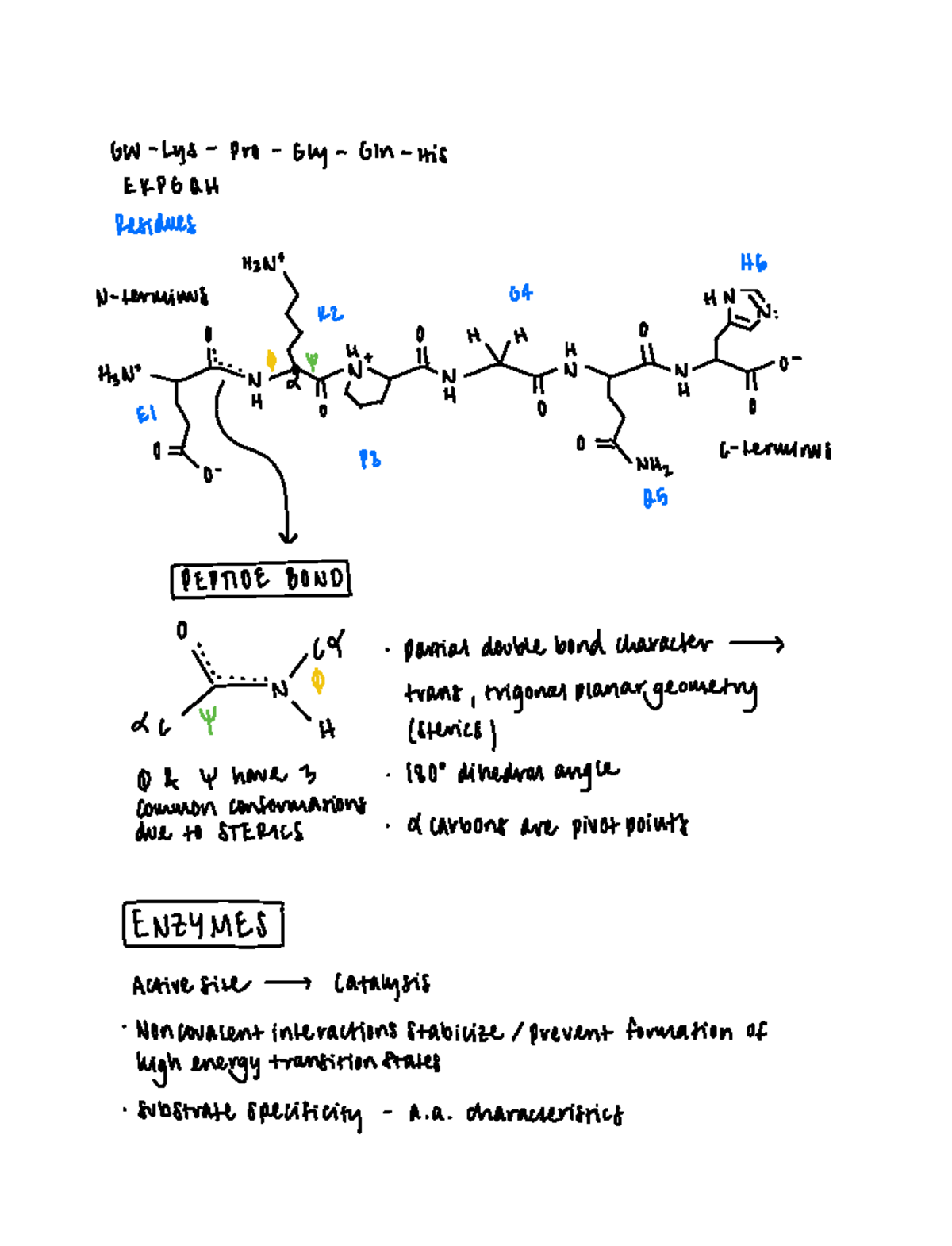 Biochemistry Midterm 1 summary sheet - Gw Lys pro Guy Gin His Residues ...