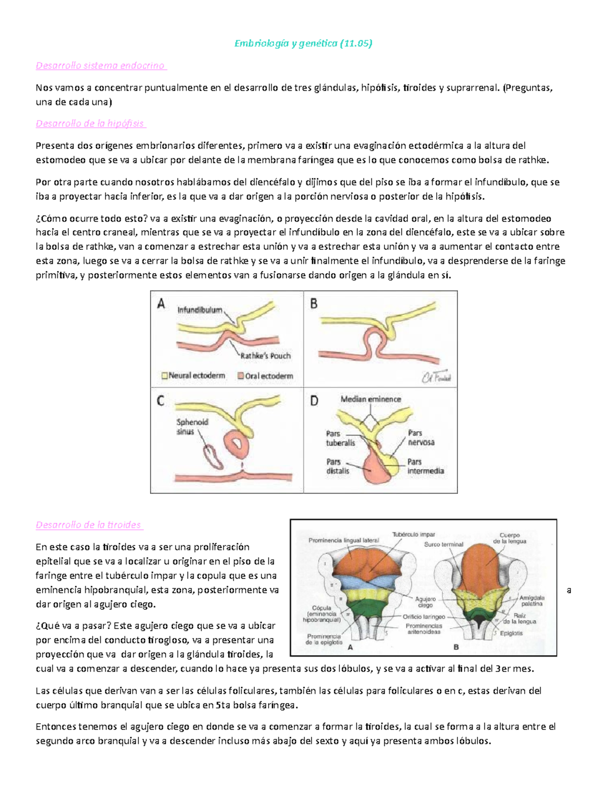 Desarrollo Sistema Endocrino - Embriología y genética (11) Desarrollo sistema endocrino Nos ...