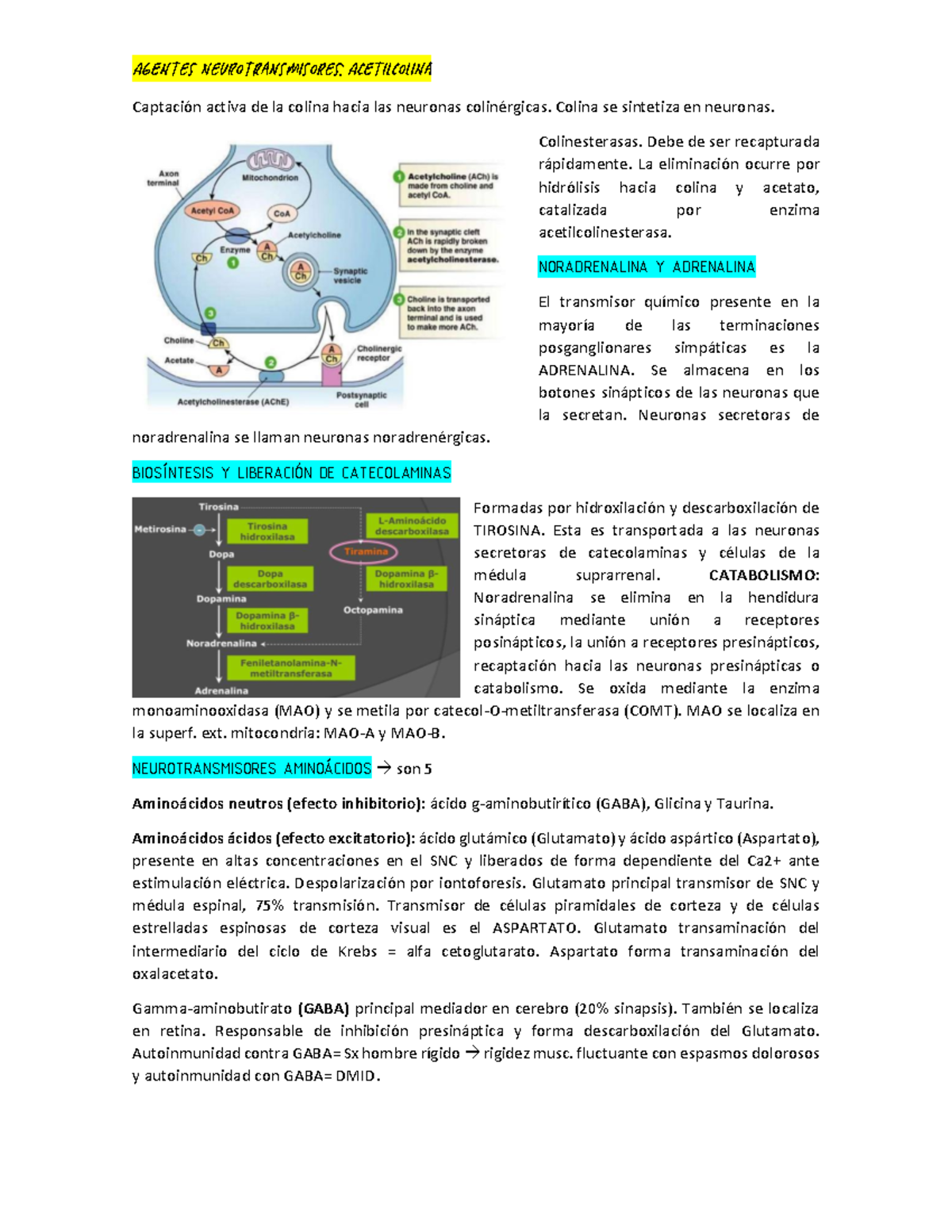 Apuntes Neurofisiología - Captación activa de la colina hacia las ...