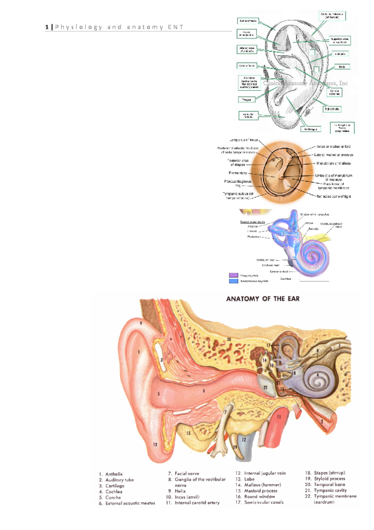 ENT anatomy and physiology - Physiology of hearing Sounds waves are a ...