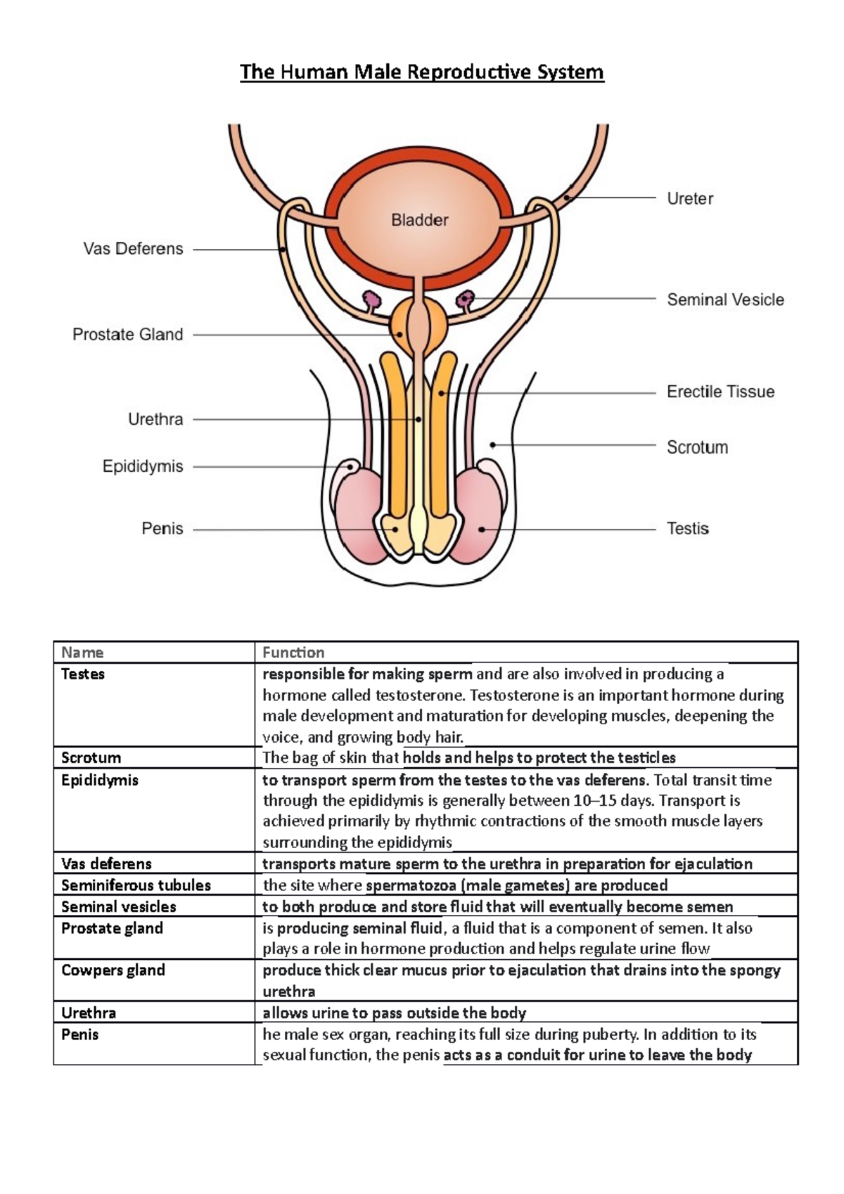 The Human Male Reproductive System - Testosterone is an important ...