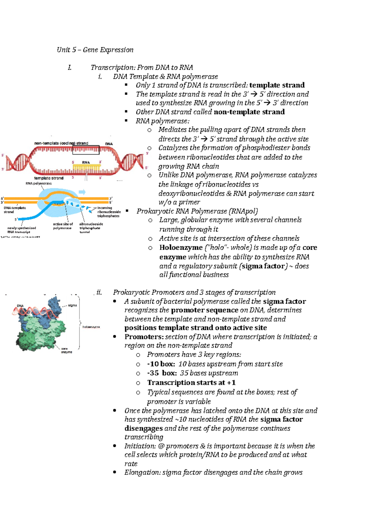 Biol 130 Notes Unit 5 - Dr. Engelhardt's Lecture - Unit 5 Gene ...