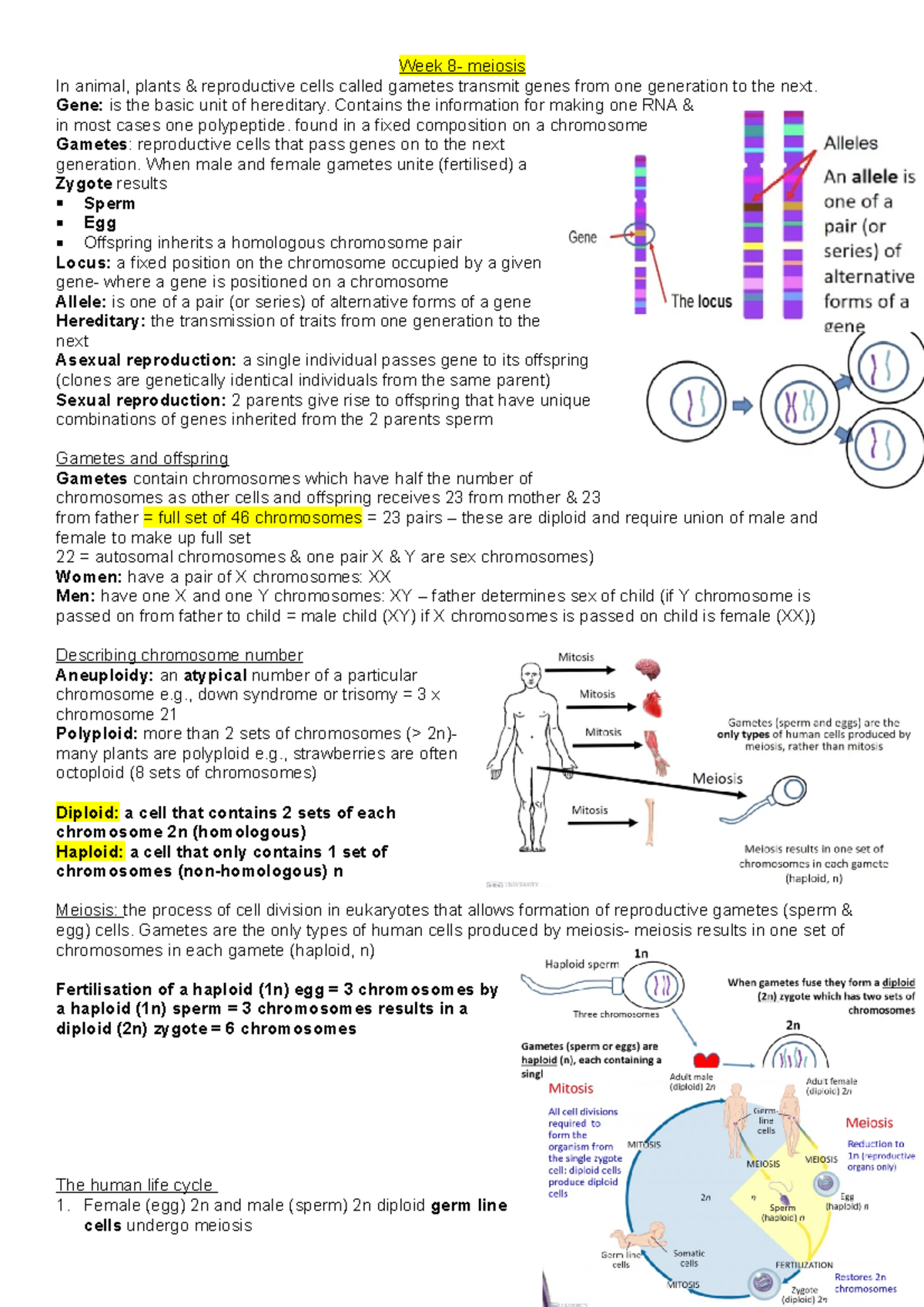 BIOL103 exam notes - exam summaries - Week 8- meiosis In animal, plants ...