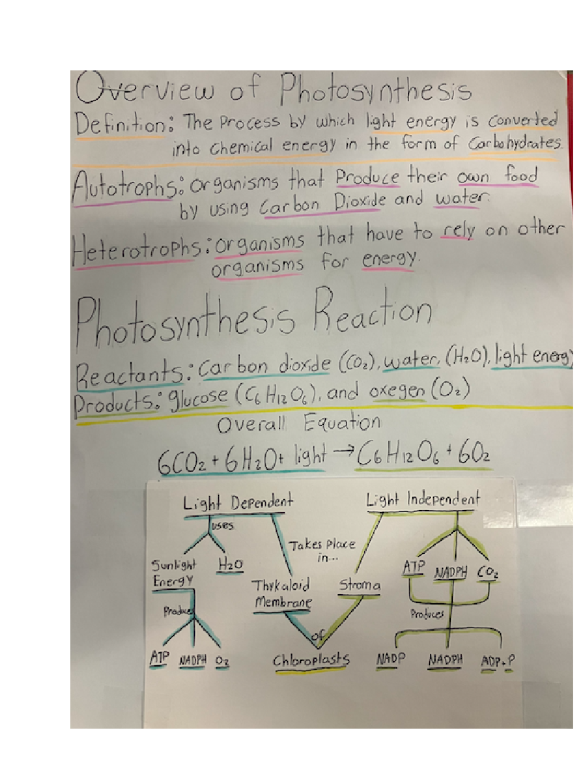 Studocu - Photosynthesis overview with drawn chart to simplify the ...