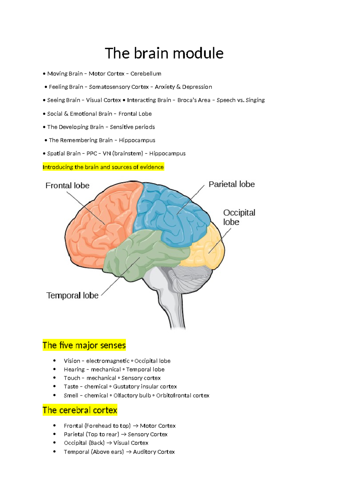 The Brain Notes - The brain module ☹ Moving Brain – Motor Cortex ...