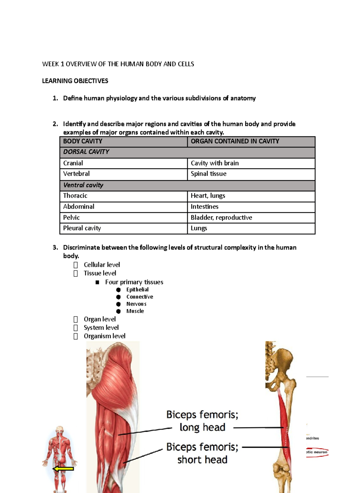 Anatomy study notes - weekly summaries of textbook, lecture and ...