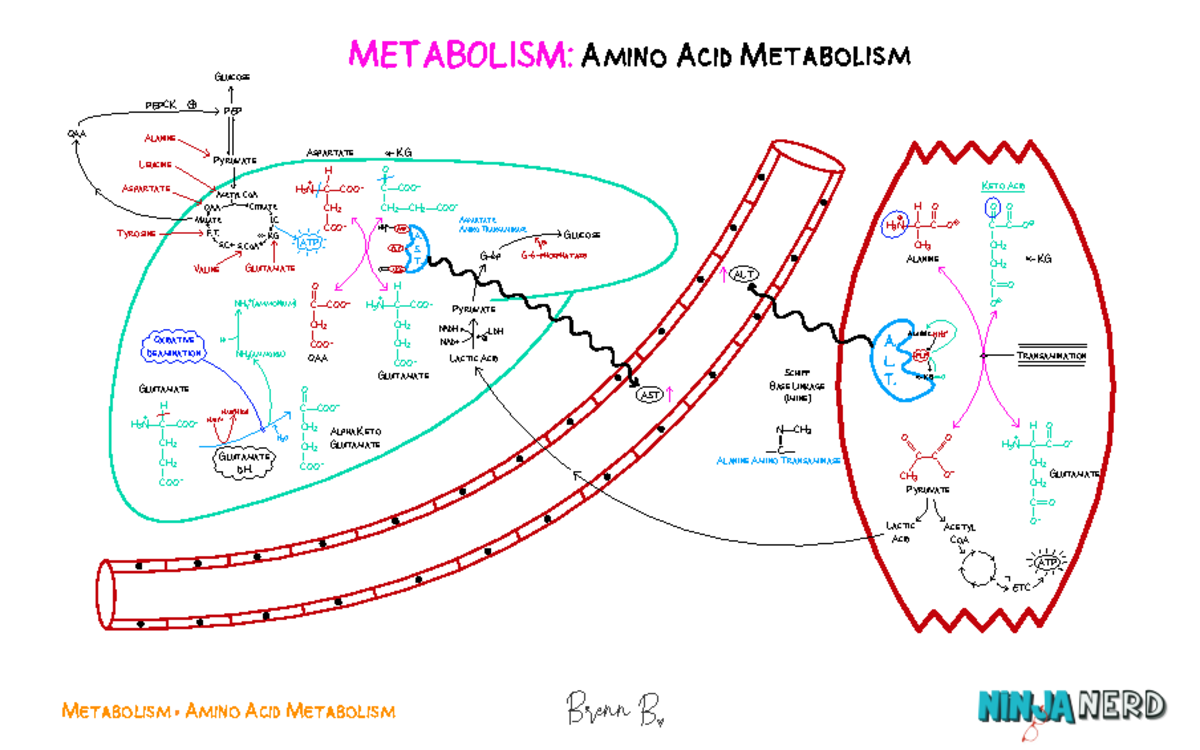 Aminp acid metabolism summary notes for biochemistry - Metabolism Amino ...