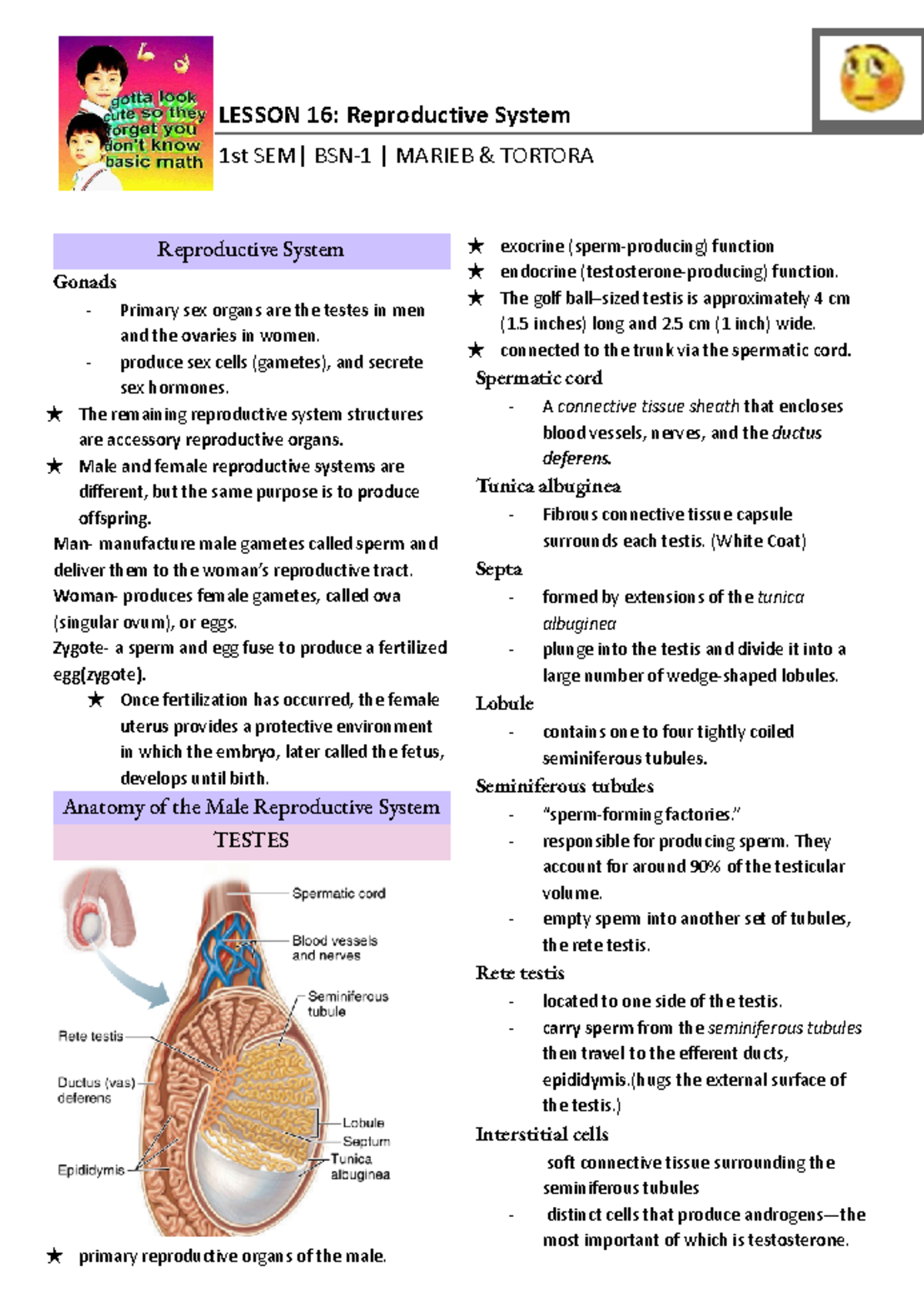 Anaphy Finals - LESSON 16: Reproductive System 1st SEM| BSN-1 | MARIEB ...