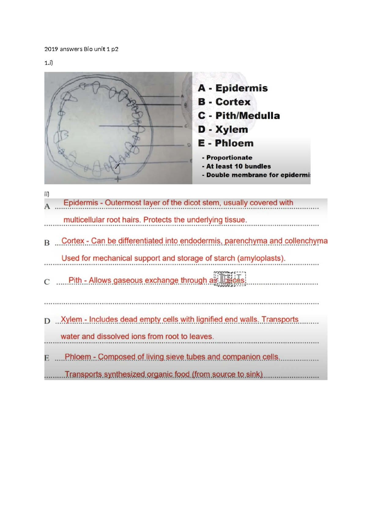 Bio unit 1 p2 answers - 2019 answers Bio unit 1 p2 1) A Epidermis B ...