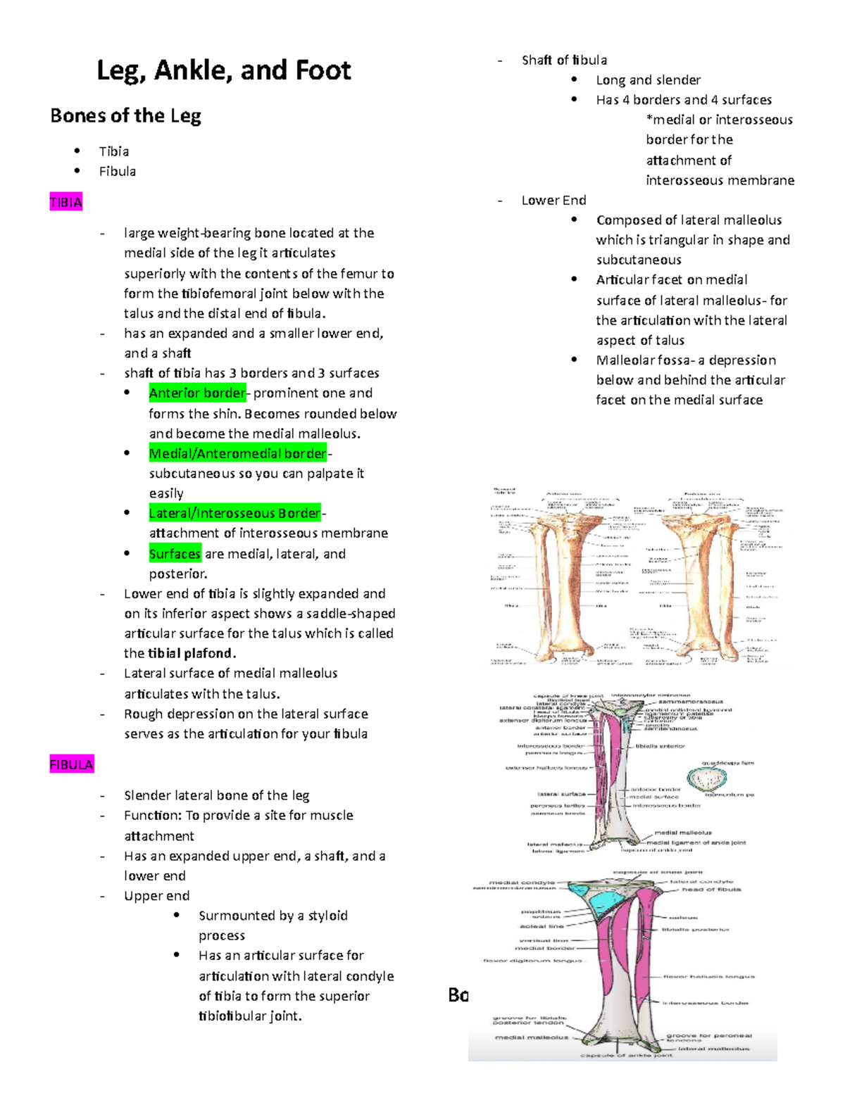 LEG, FOOT, AND Ankle - Leg, Ankle, and Foot Bones of the Leg Tibia ...