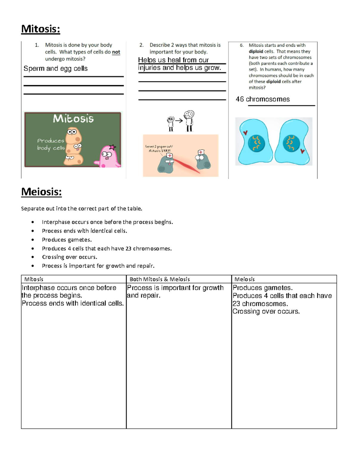 AS Meiosis vs Mitosis Fillable 1 Answer Key - Mitosis: Meiosis ...