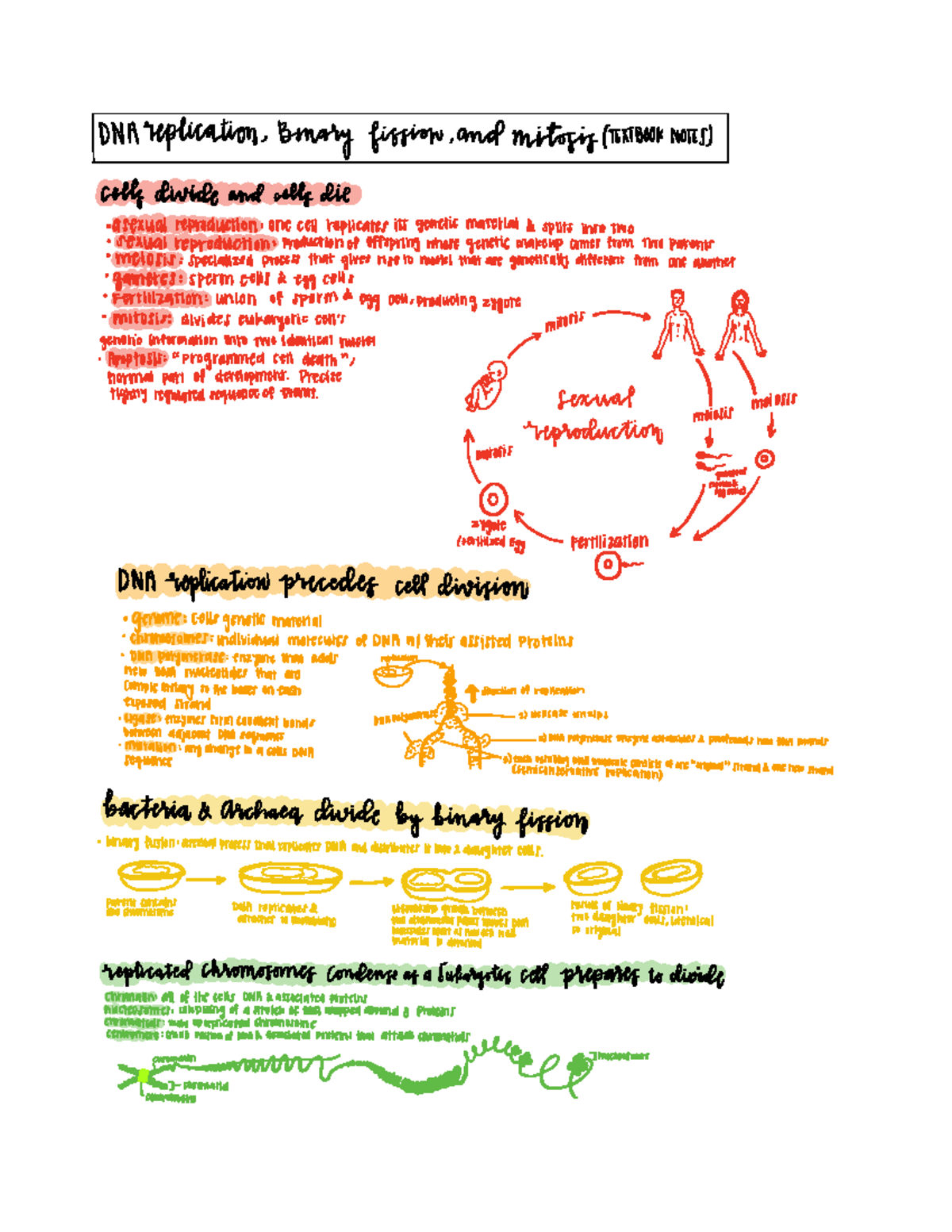 Chapter 8 Notes - NAHplication Binary fission and mitogigh EXTBOOK ...
