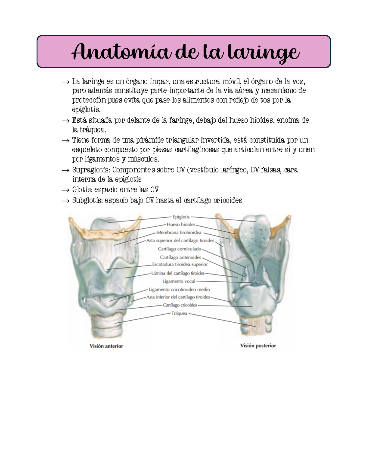 Anatomía de la laringe - Anatomía de la laringe ® La laringe es un ...