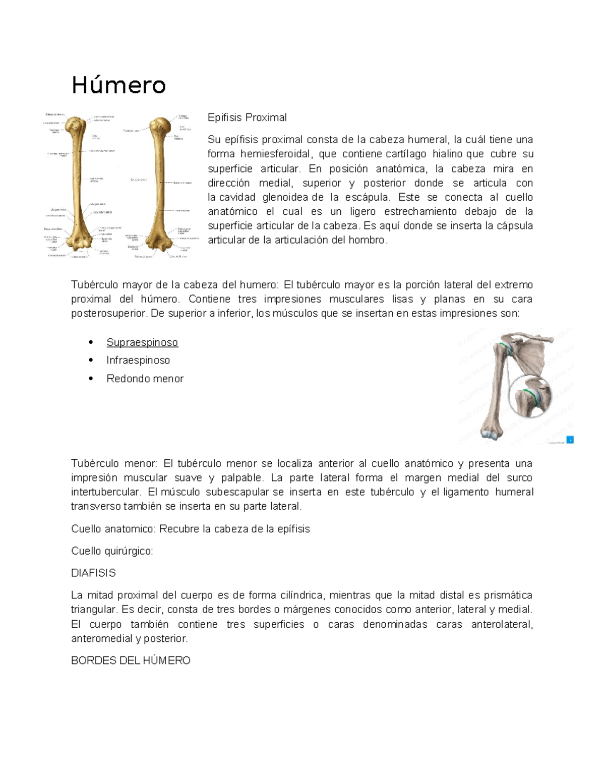 Húmero - Húmero Epifisis Proximal Su epífisis proximal consta de la ...