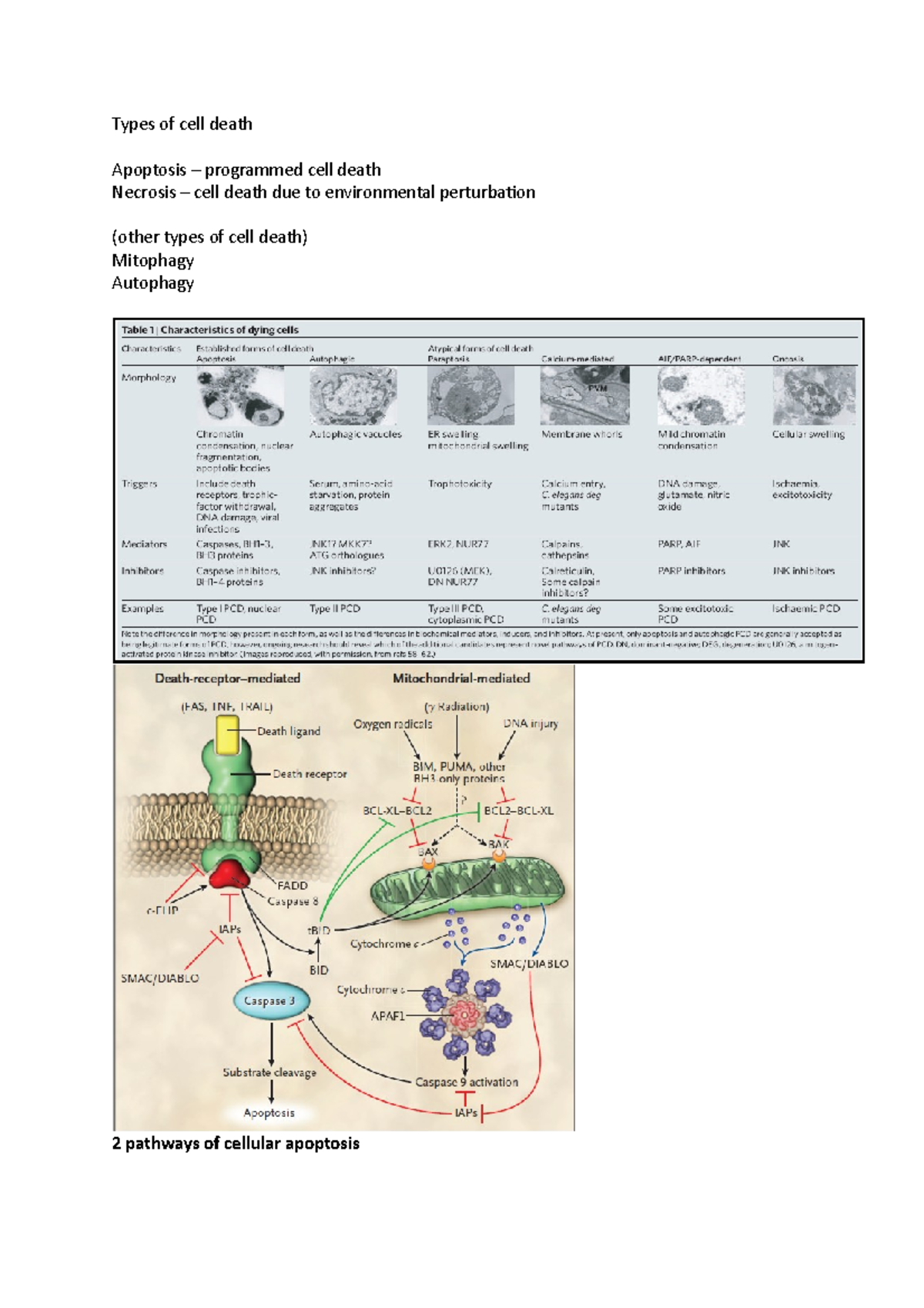 9.1 Types of cell death - Lecture notes 9.1 - Types of cell death ...