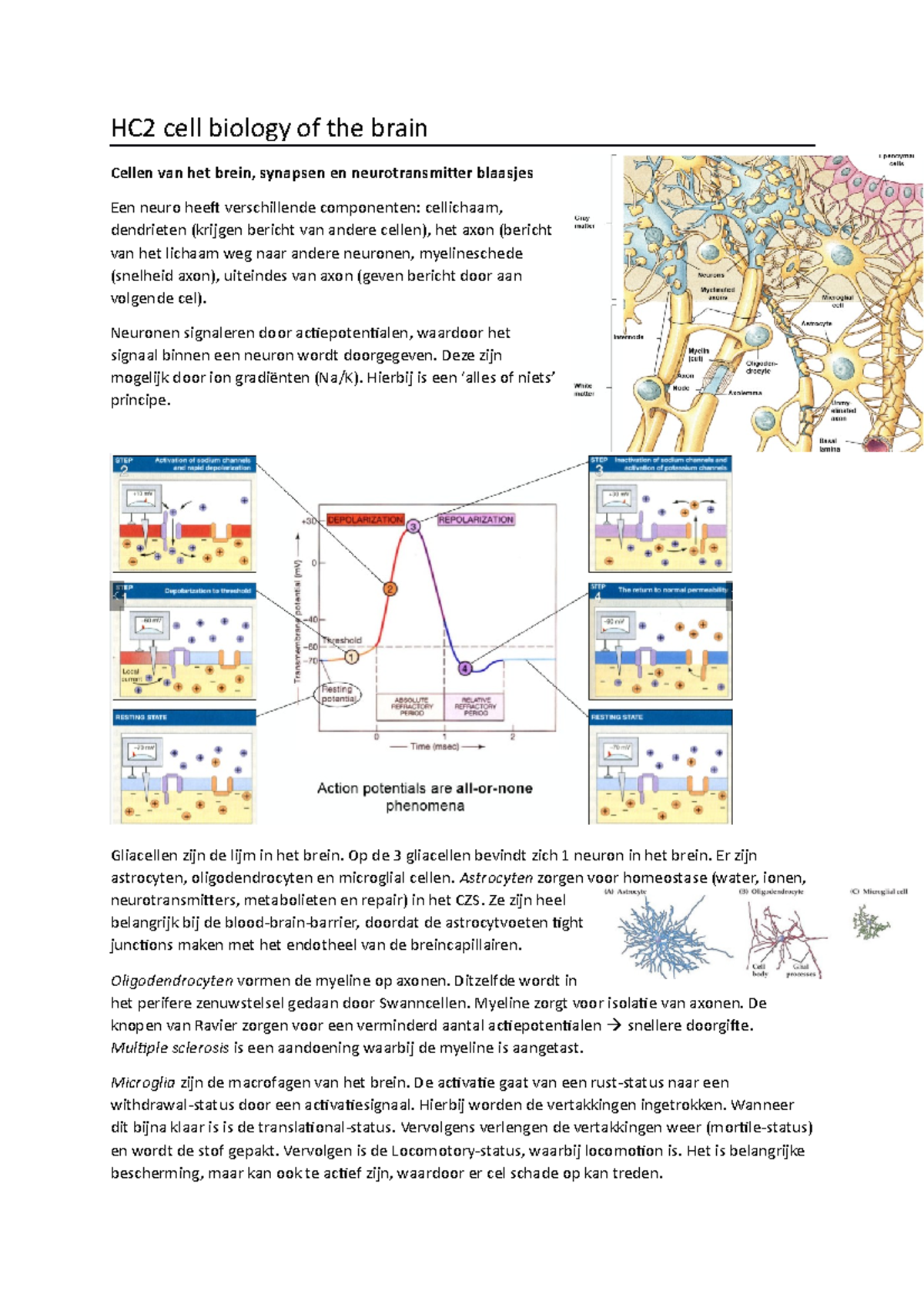 HC2 cell biology of the brain - HC2 cell biology of the brain Cellen ...