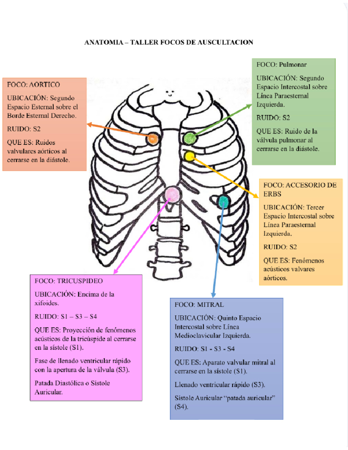 2024-02-02 04 - FOCOS DE AUSCULTACIÓN - ANATOMIA TALLER FOCOS DE ...