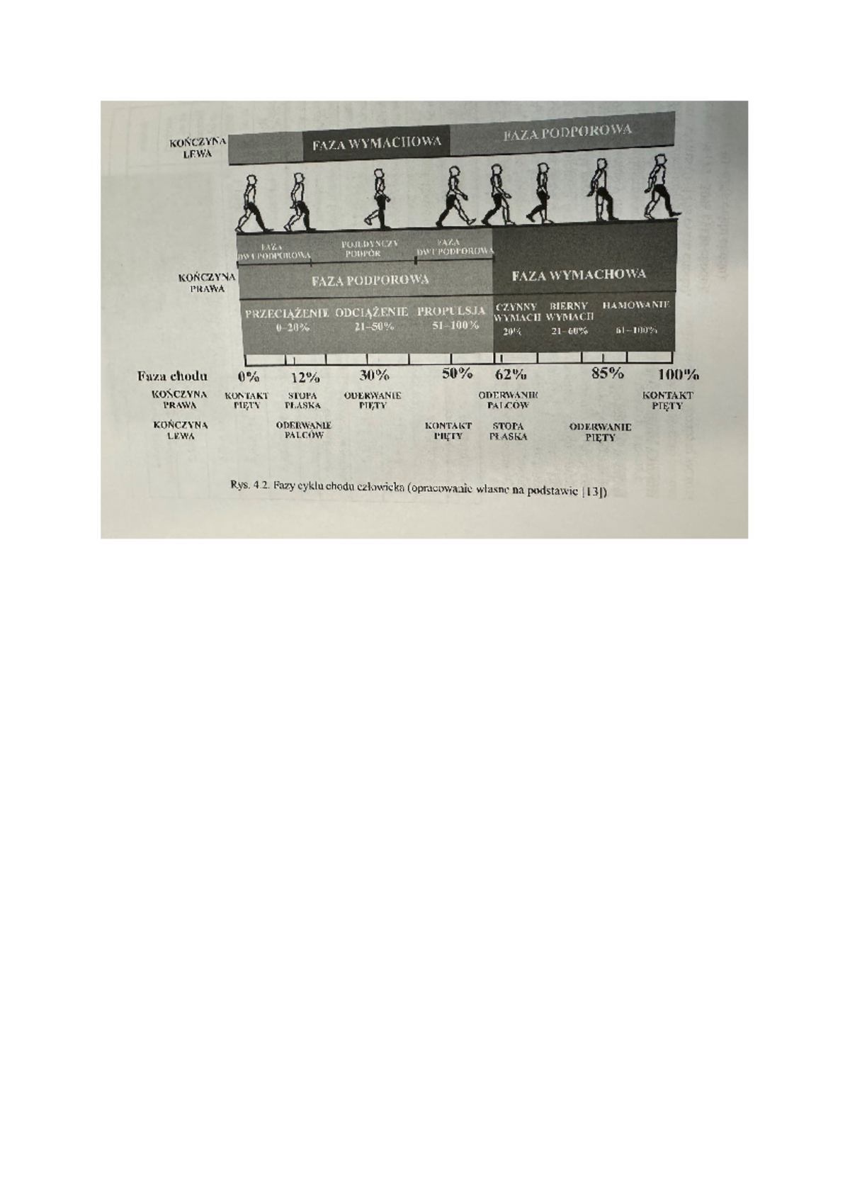 Fazy chodu człowieka - Biomechanika inżynierska (E) - Studocu