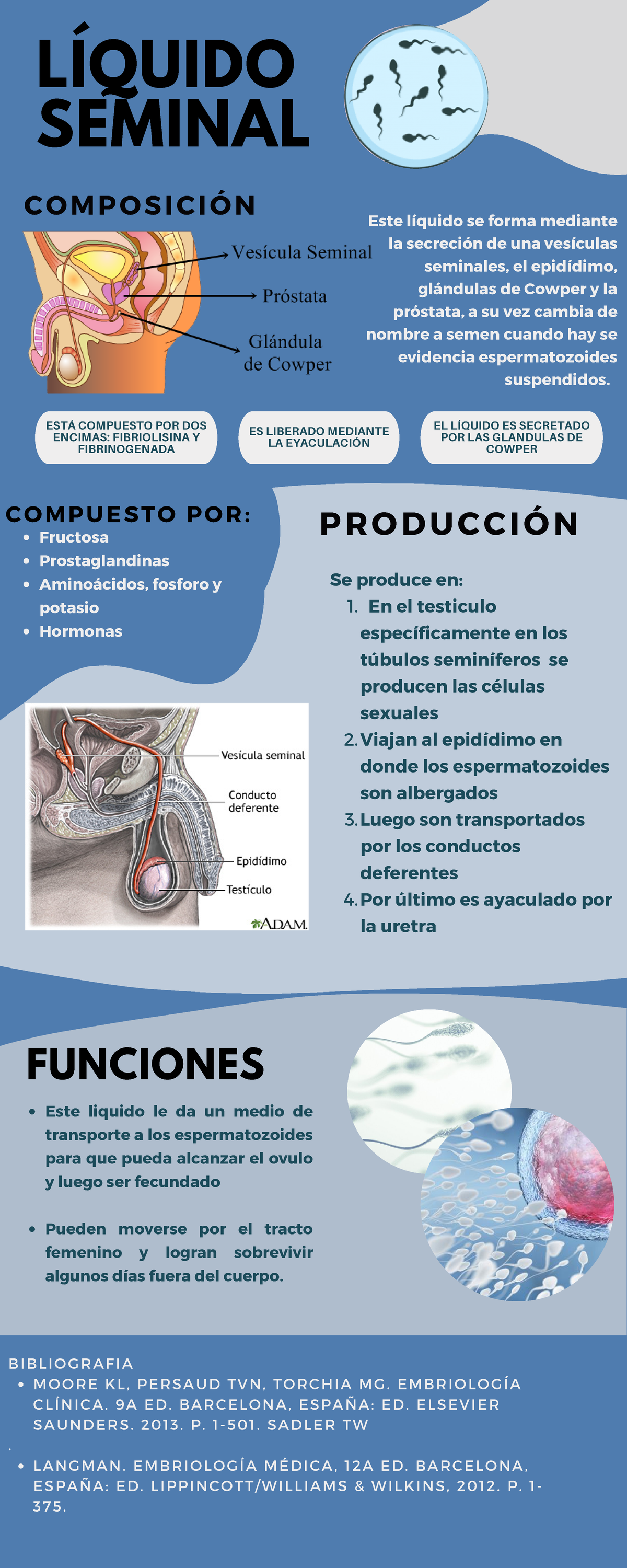 Infografia Liquido Seminal - ES LIBERADO MEDIANTE LA EYACULACIÓN ESTÁ ...