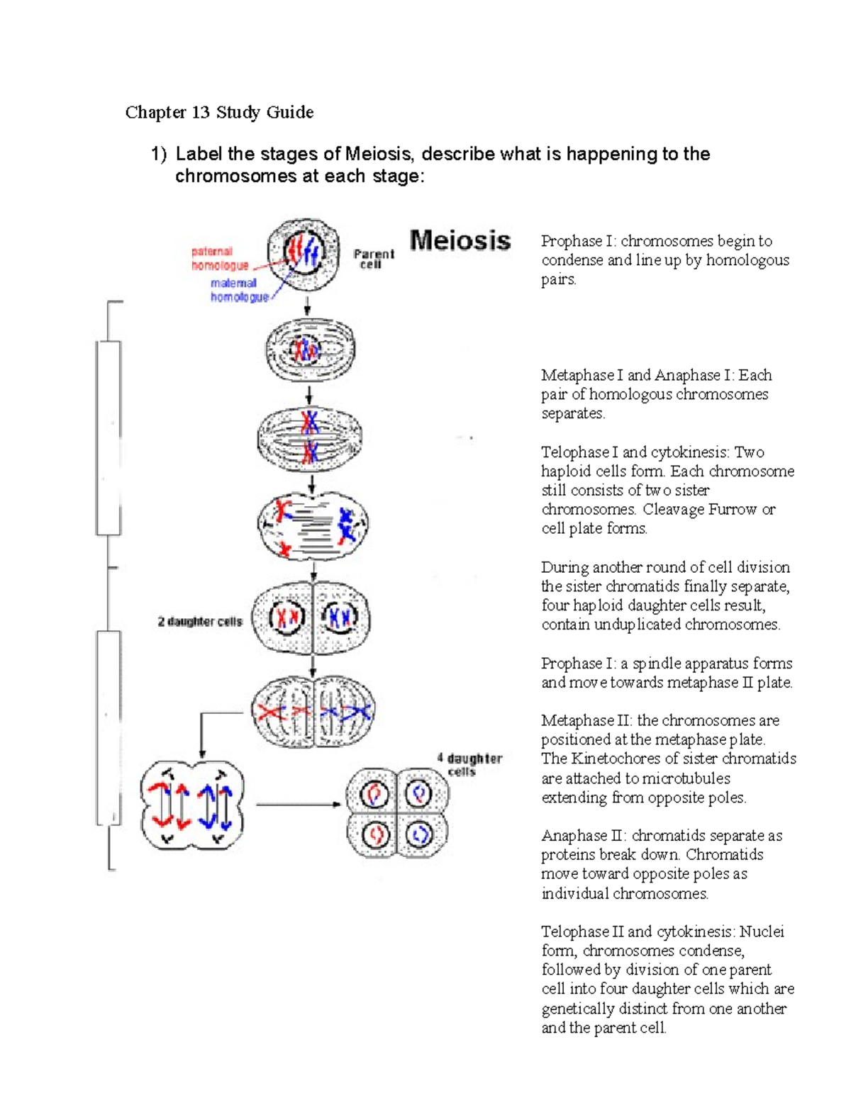 Chapter 13 Study Guide - Chapter 13 Study Guide 1) Label the stages of ...