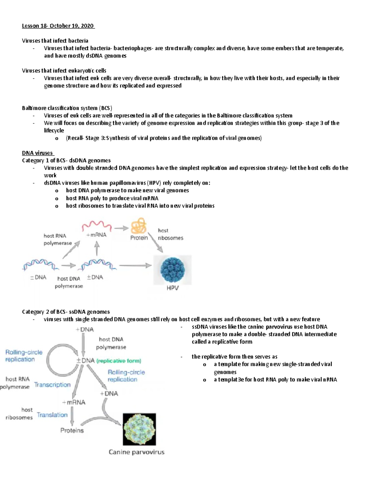 Micro-exam2- Lesson 18 - Lesson 18- October 19, 2020 Viruses that ...