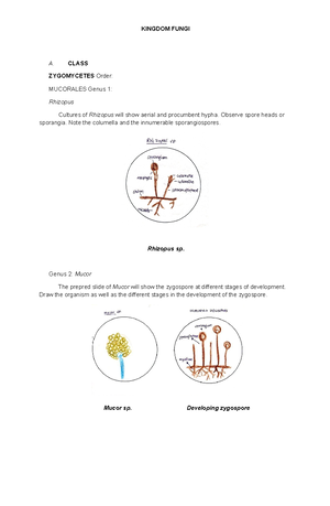 6 Kingdom Plantae Division Anthophyta - KINGDOM PLANTAE DIVISION ...