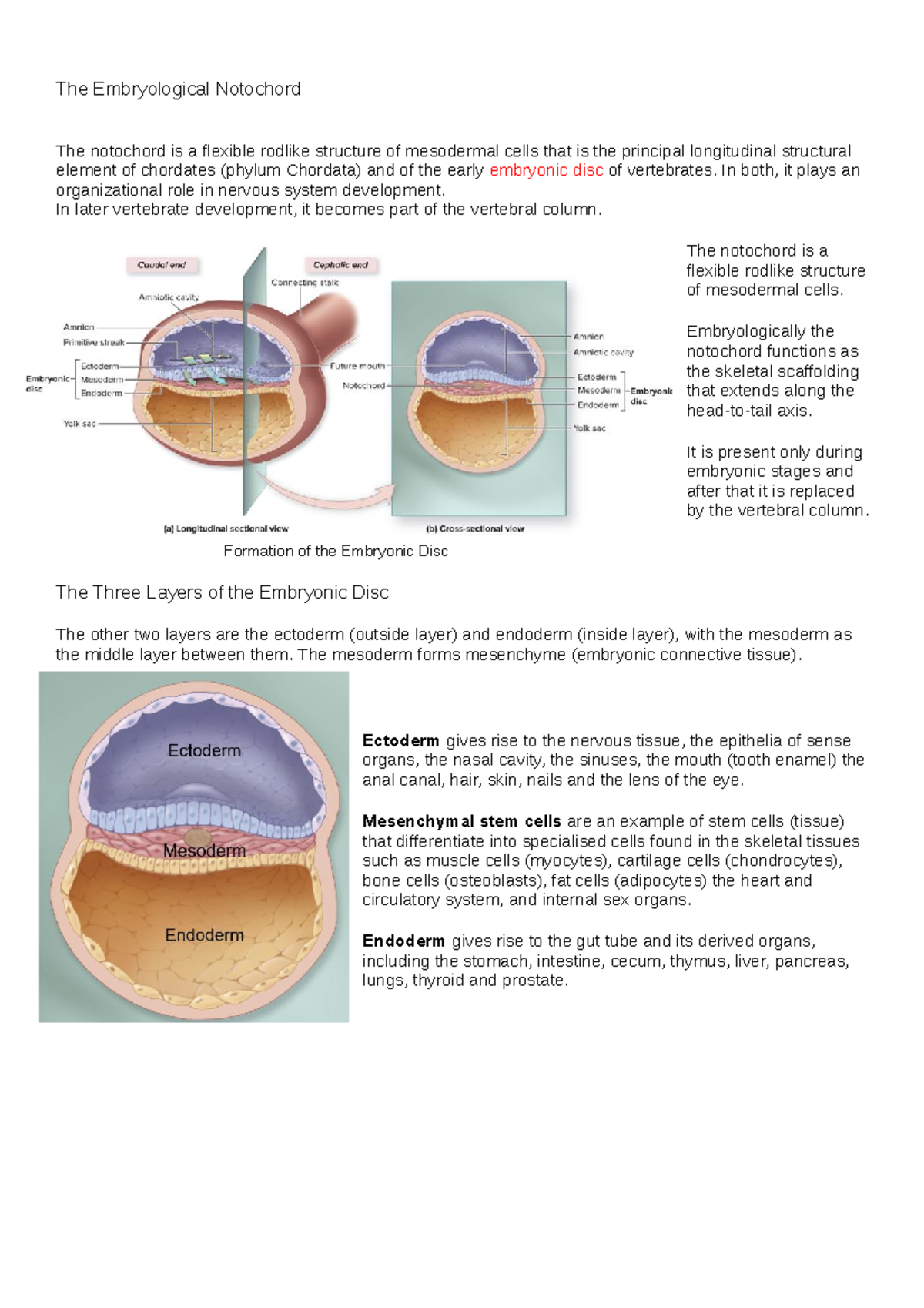 WEEK 1 The Embryological Notochord - The Embryological Notochord The ...