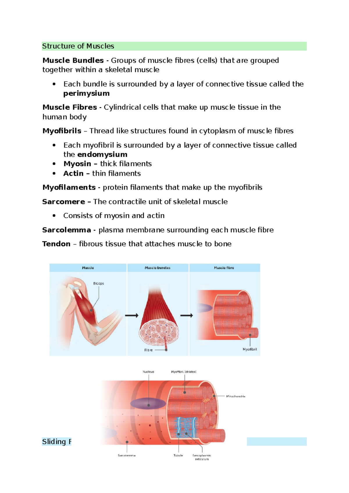 Muscuoskeletal System - Structure of Muscles Muscle Bundles - Groups of ...