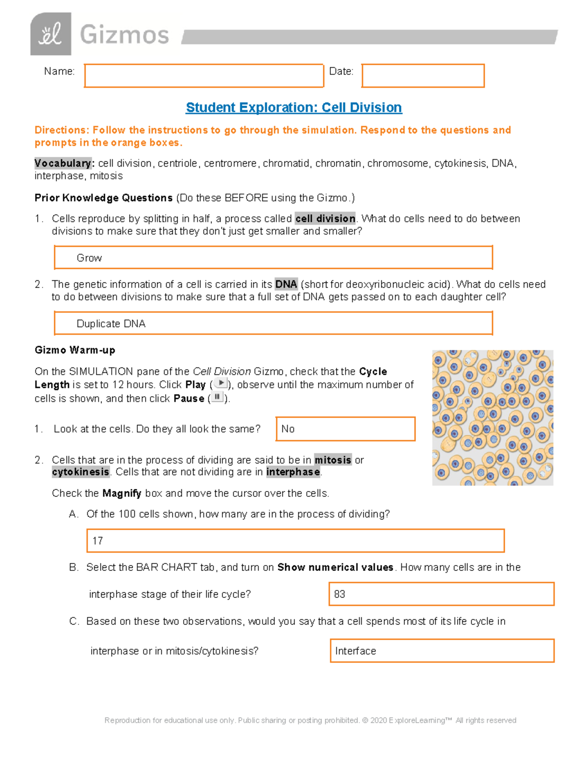 Cell Division SE - easjfnkea - Name: Date: Student Exploration: Cell ...