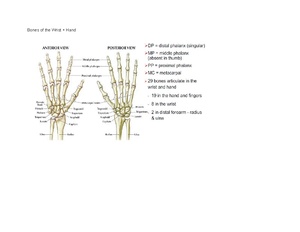 Module 12 Wrist & Hand Structure Slides - Wrist/Hand Structure ...