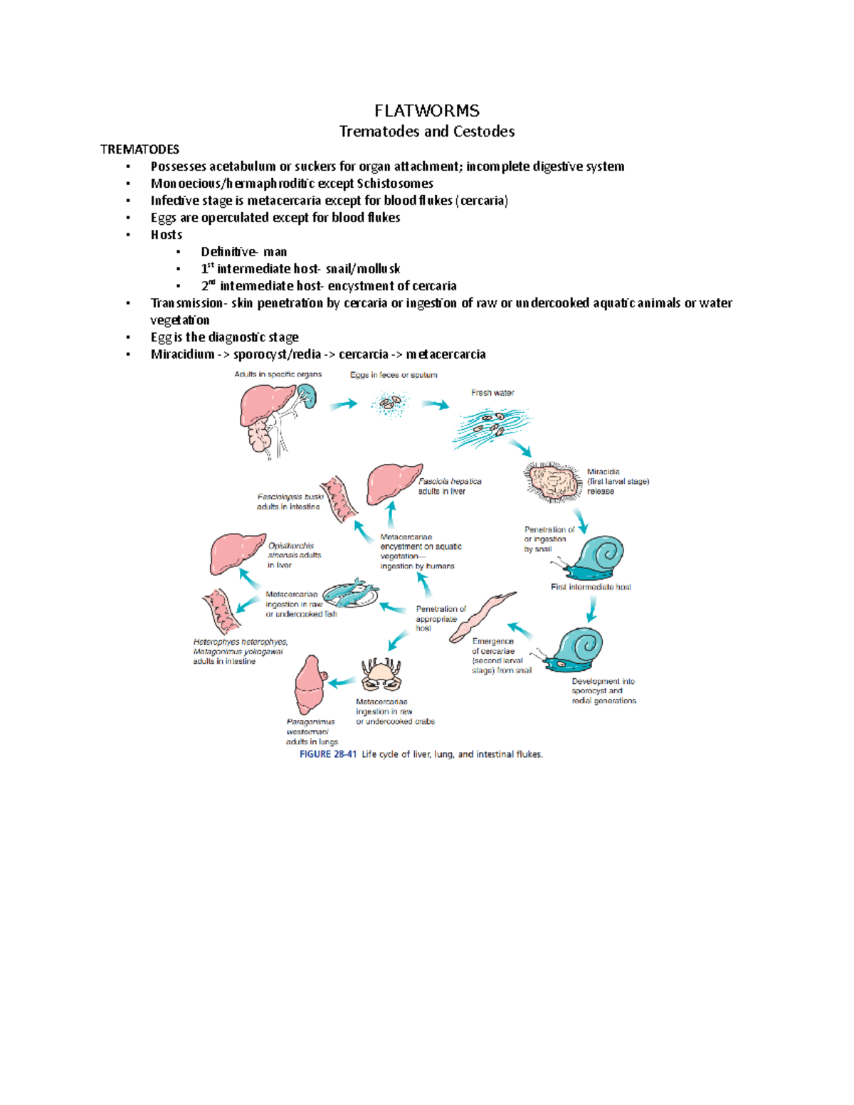 Flatworms - FLATWORMS Trematodes and Cestodes TREMATODES Possesses ...