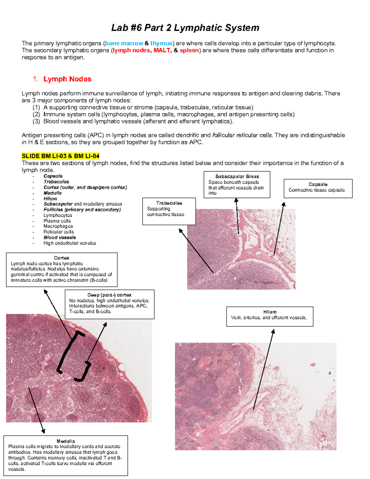 Lab #6 Part 2 Lymphatic System - Lab #6 Part 2 Lymphatic System The primary lymphatic organs ...